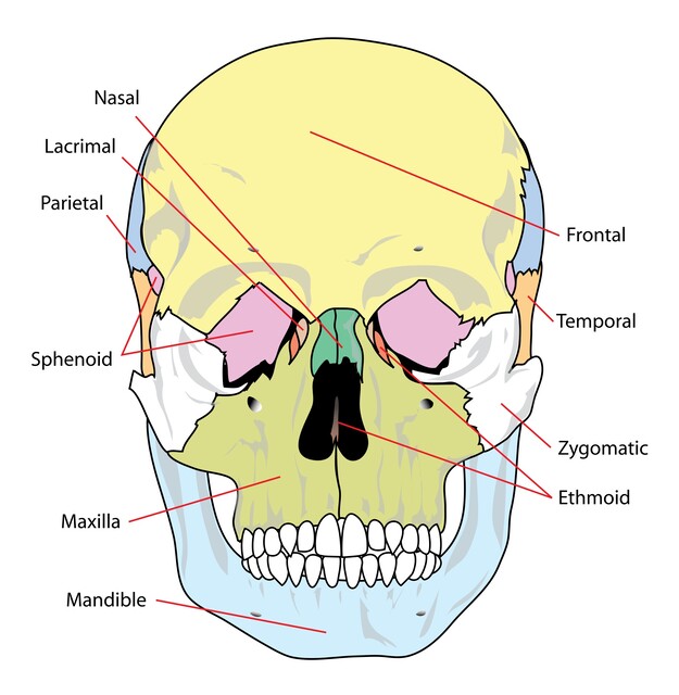 Superior Nasal Conchae (frontal View) Diagram Quizlet, 53% OFF