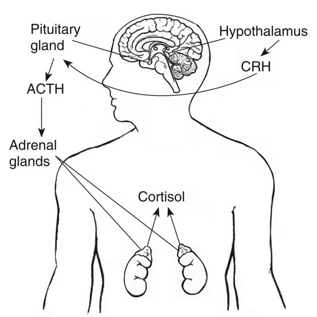 Unlabelled Diagram Hypothalamus Pituitary Axis