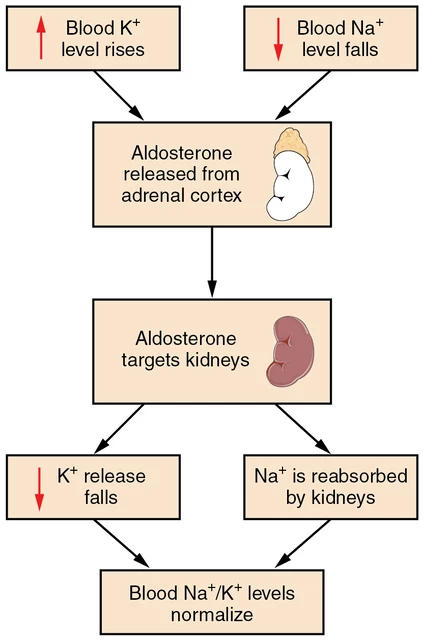 How Does Sodium Affect Blood Clotting