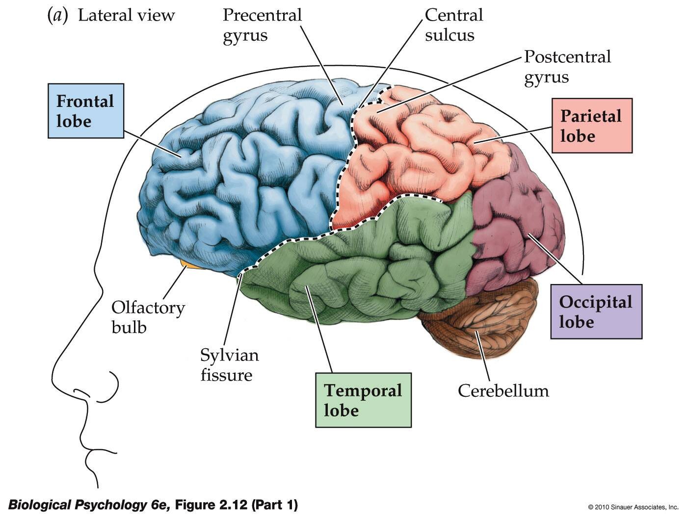Where Is The Frontal Lobe In The Brain - Infoupdate.org