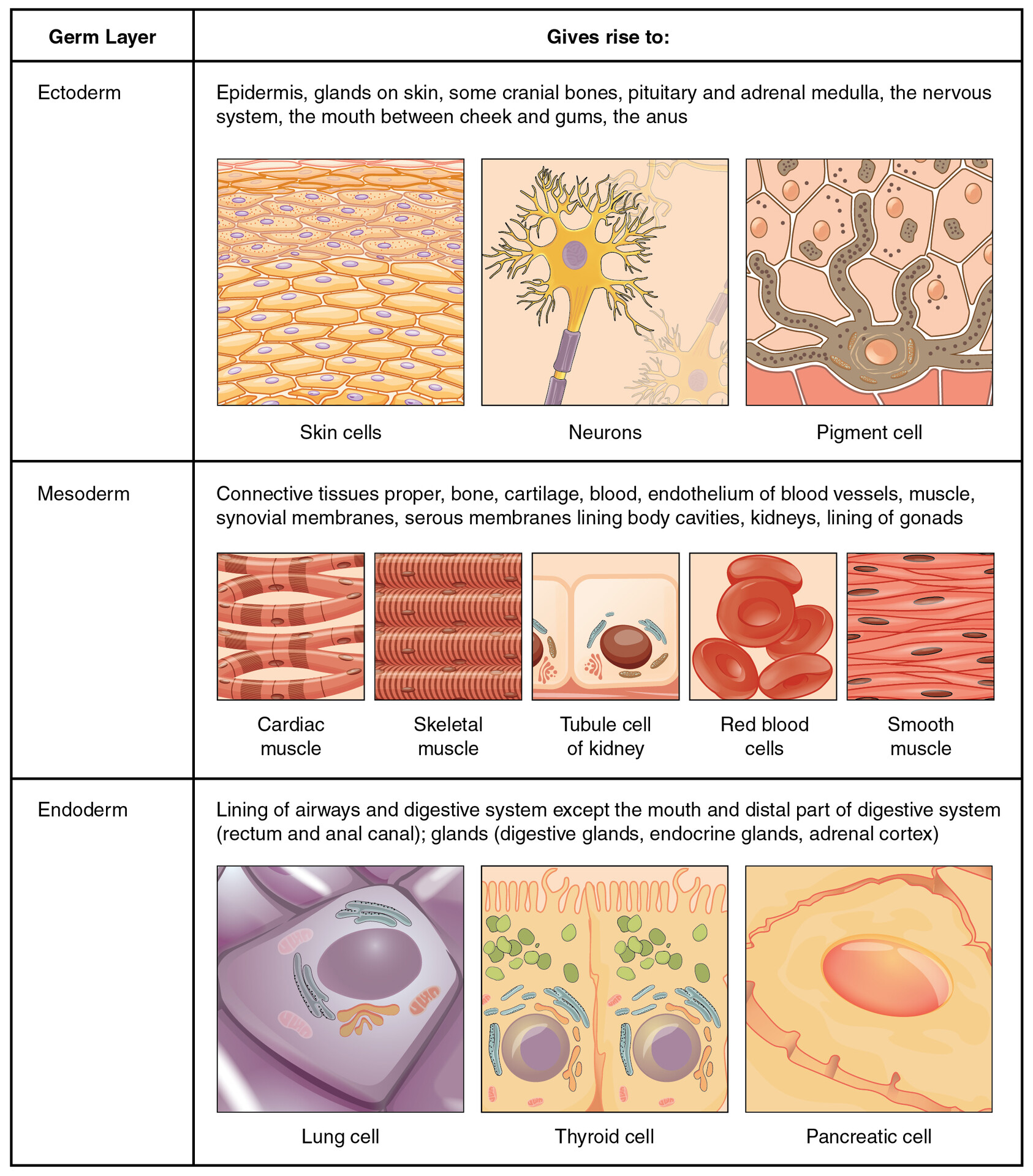 Bone Connective Tissue Diagram Mature Connective Tissues Ppt