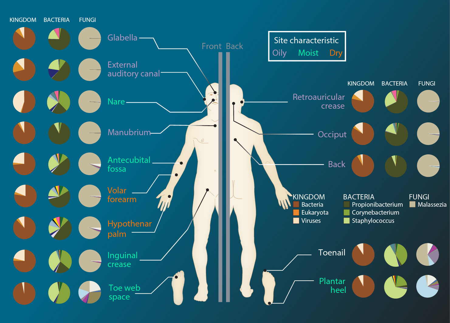 Anatomy And Normal Microbiota Of The Skin And Eyes Stories From Our