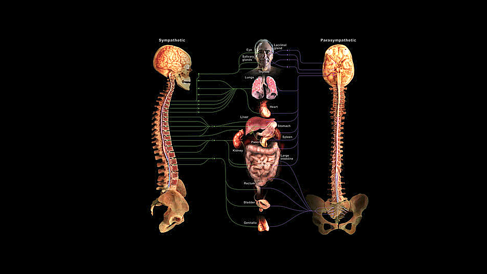 Somatic Nervous System