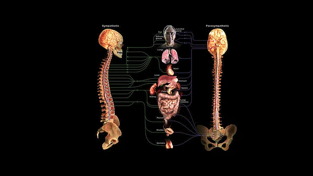 Sympathetic Nervous System Animation