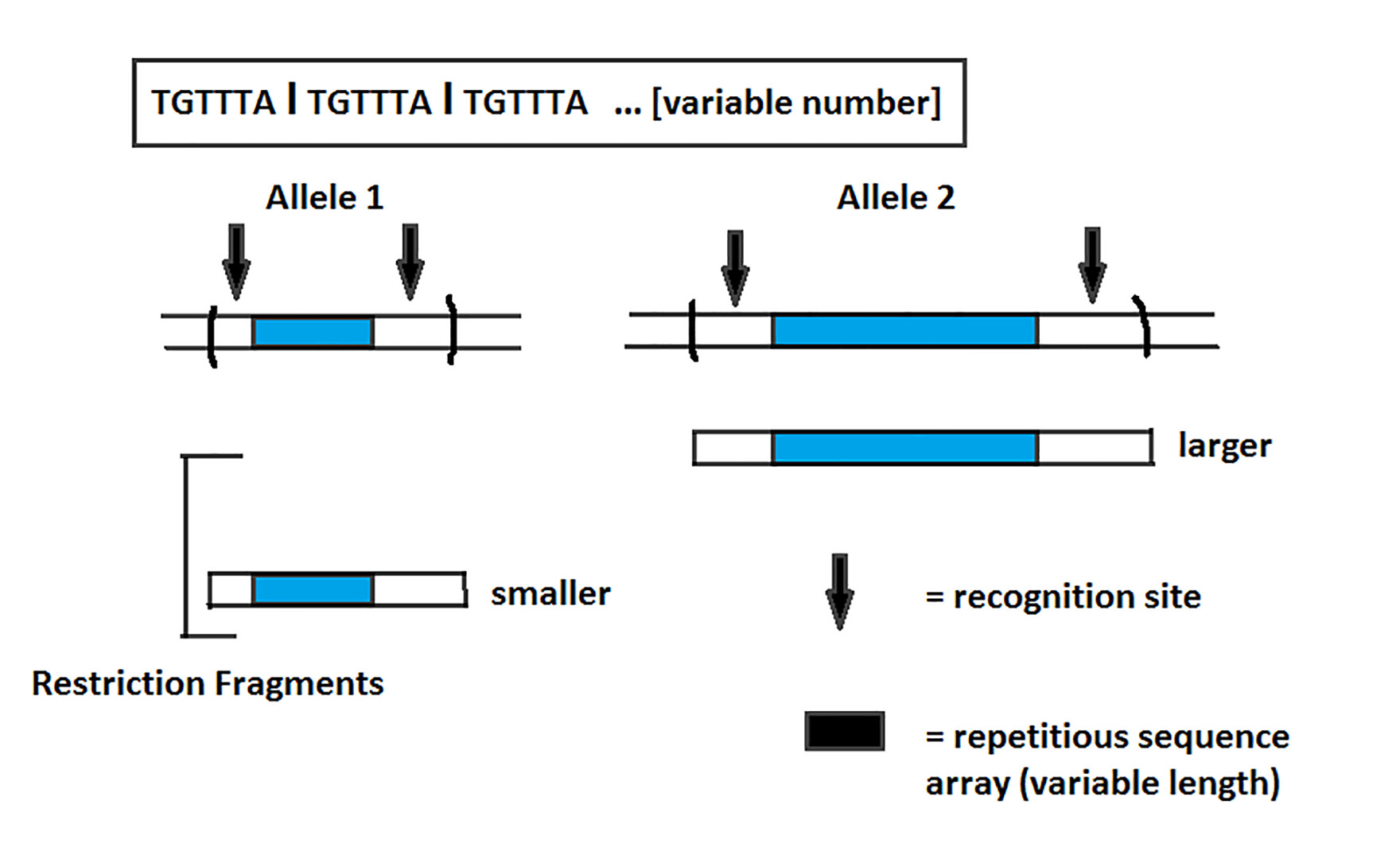 Allele Picture