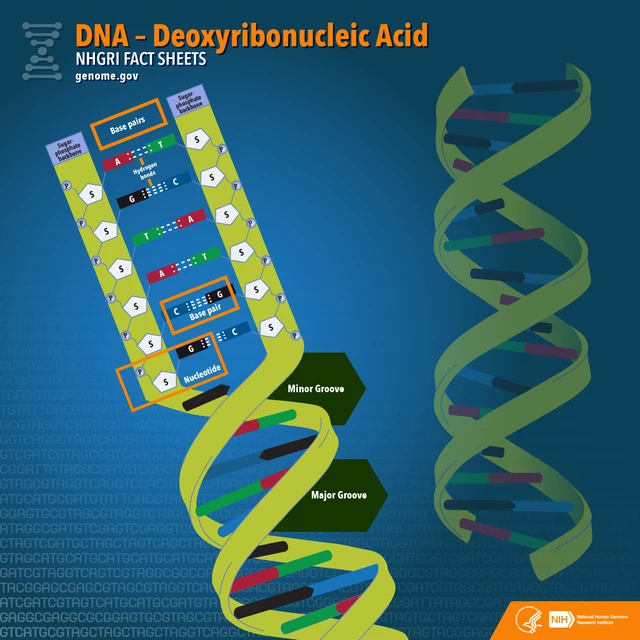 The Double Helix Worksheet Dna Replication Coloring Worksheet