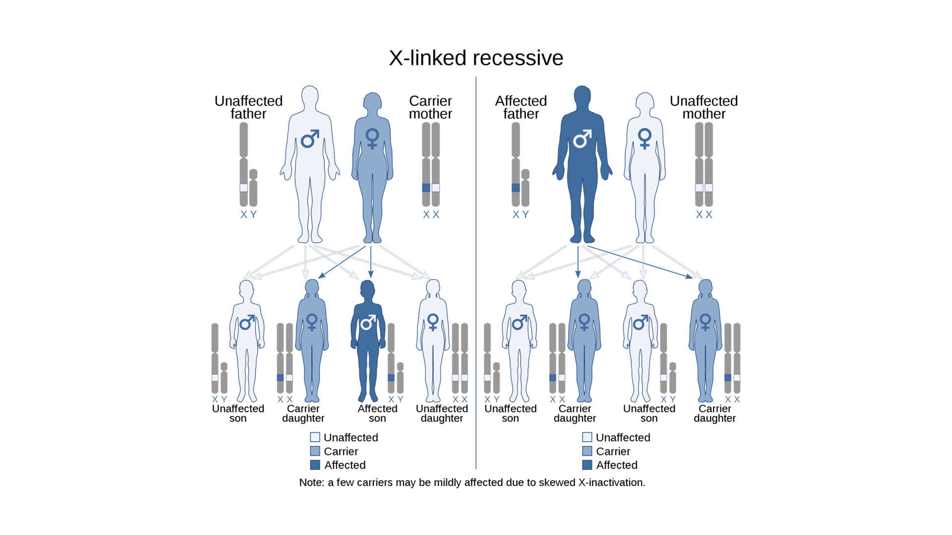 G6pd Deficiency Genetics