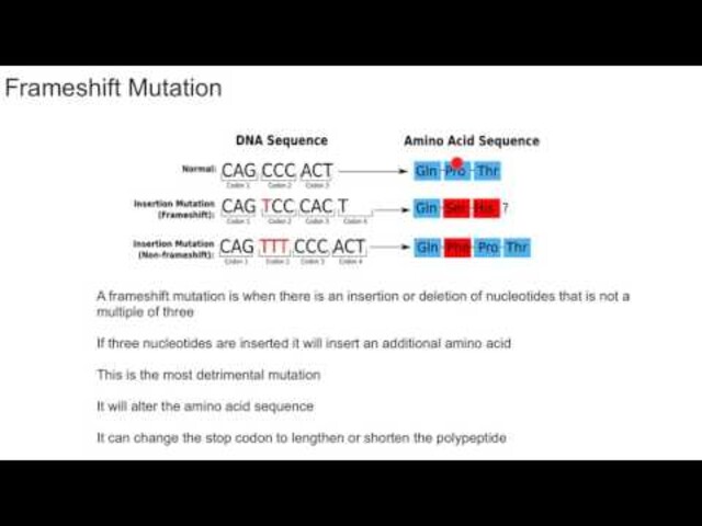 Frameshift Insertion What Is Frameshift Mutation? StoryMD