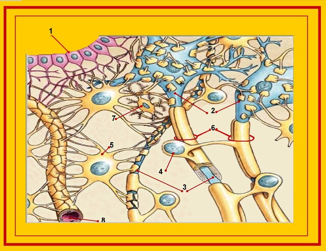 Nerve Tissue Seer Training Neurons Nerve Cell