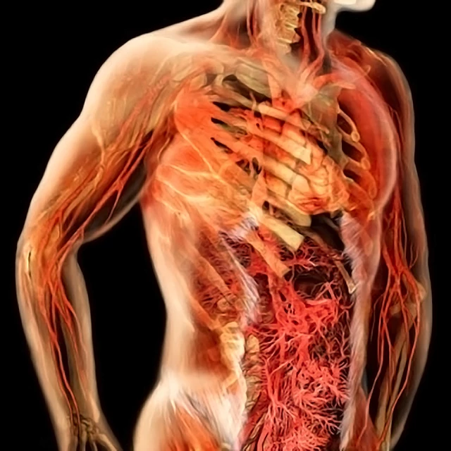 Real Human Arteries