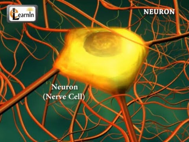 Neurons And Glial Cells Openstax Biology Cells Of The Nervous System