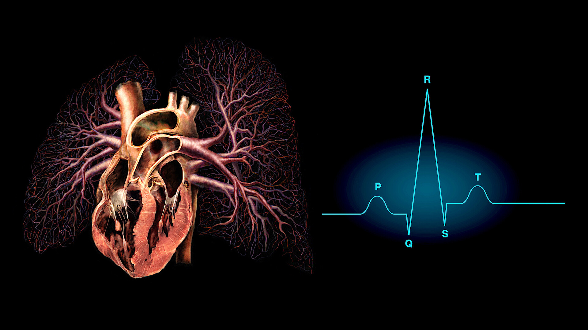 Ecg Motion Desktop Wallpaper EKG Animation Heartbeat