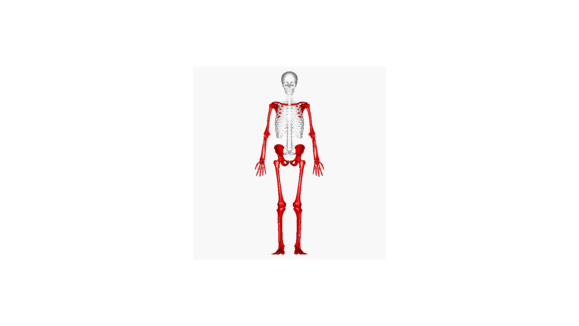 Appendicular Skeleton StoryMD