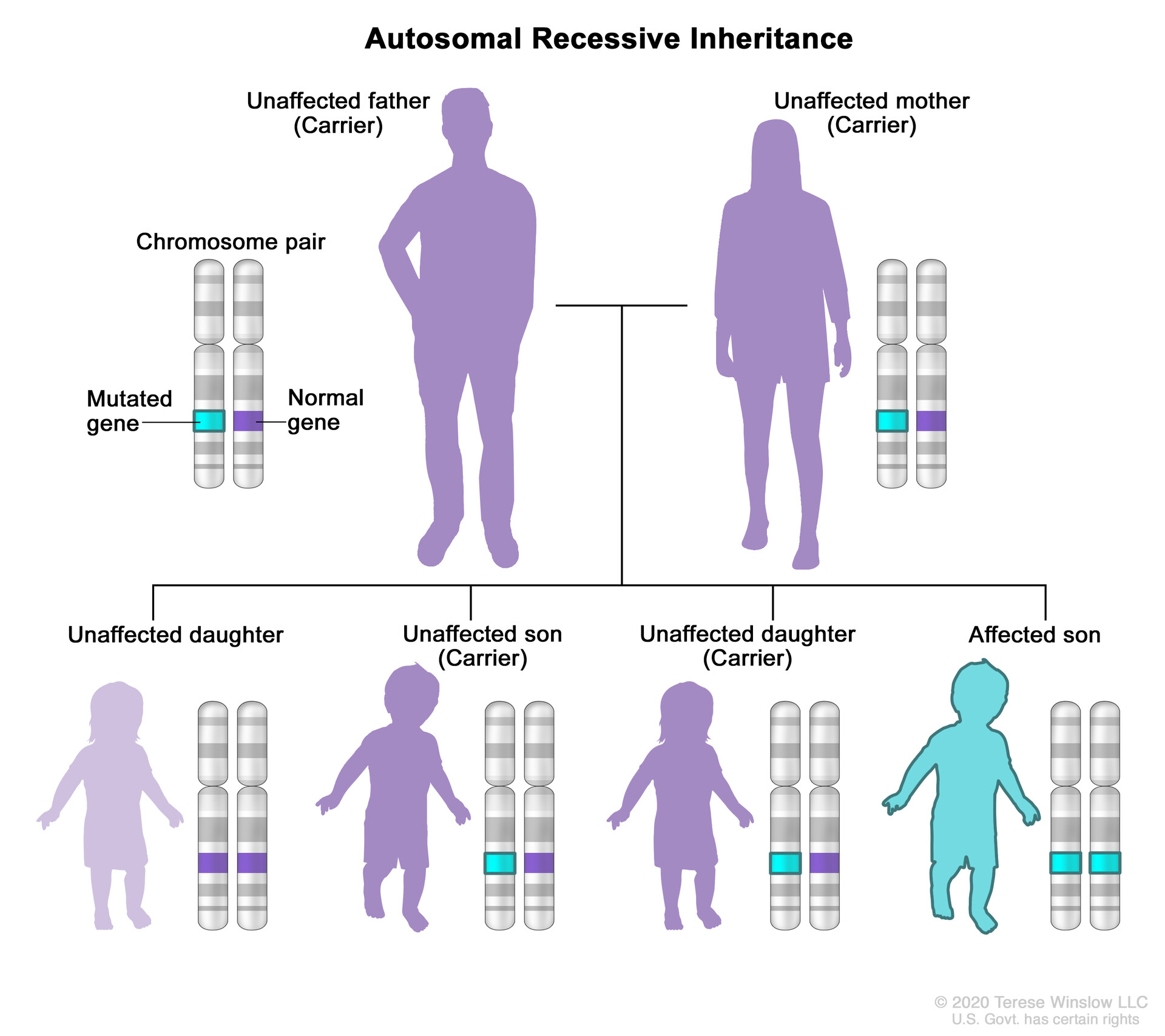 Medium-Chain Acyl-CoA Dehydrogenase Deficiency - StoryMD
