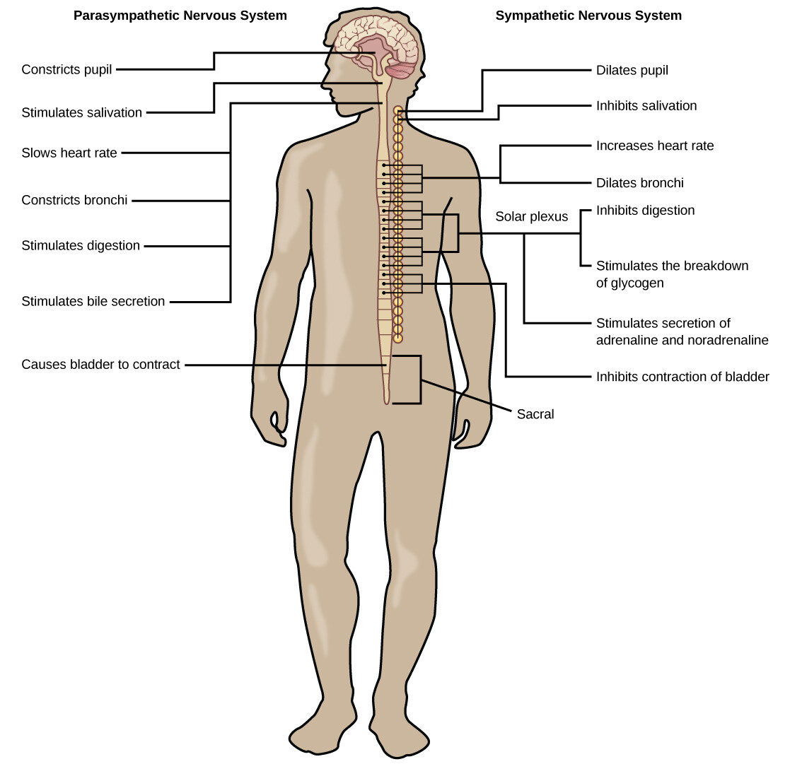 What Are The Two Subdivision Of Autonomic Nervous System - Infoupdate.org