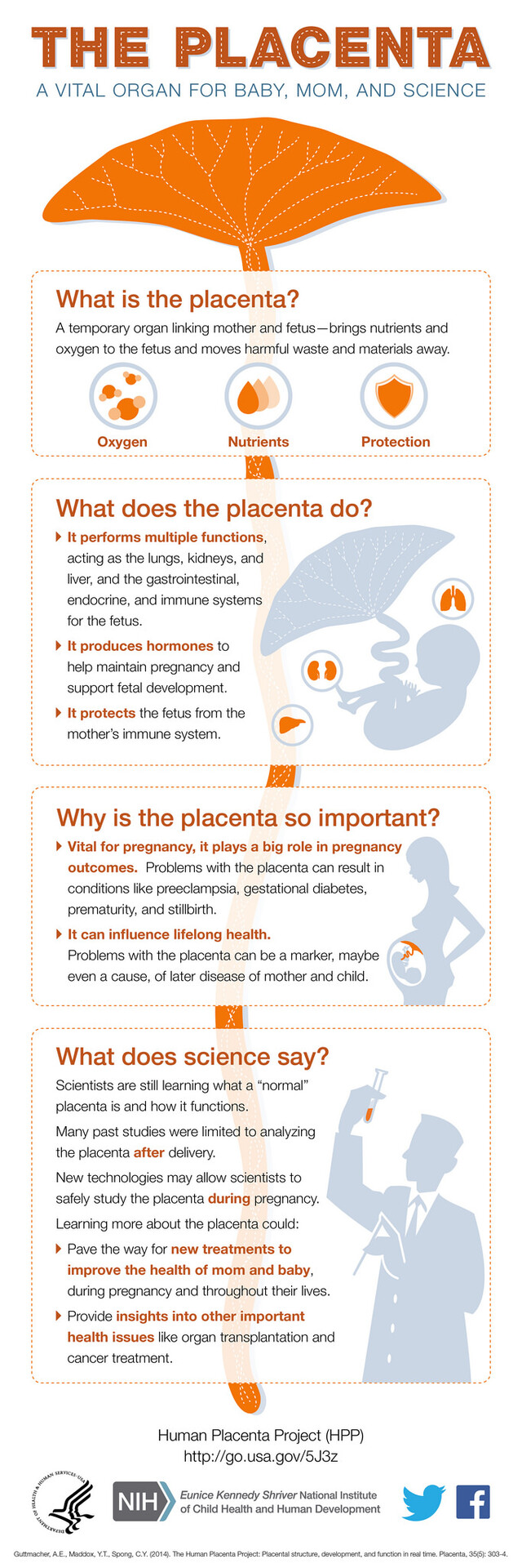 How Does Placenta Develop