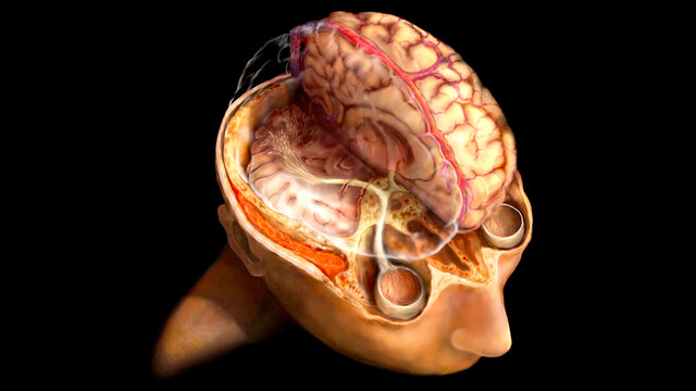 Eyeball Optic Nerve Eye Anatomy Glaucoma Research Foundation