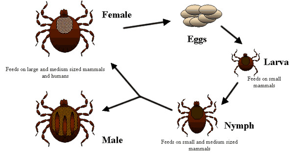 Rickettsia Prowazekii Life Cycle