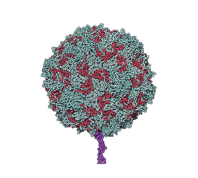 A Schematic Diagram Of The Structure Of The Poliovirus Esther Bullitt,