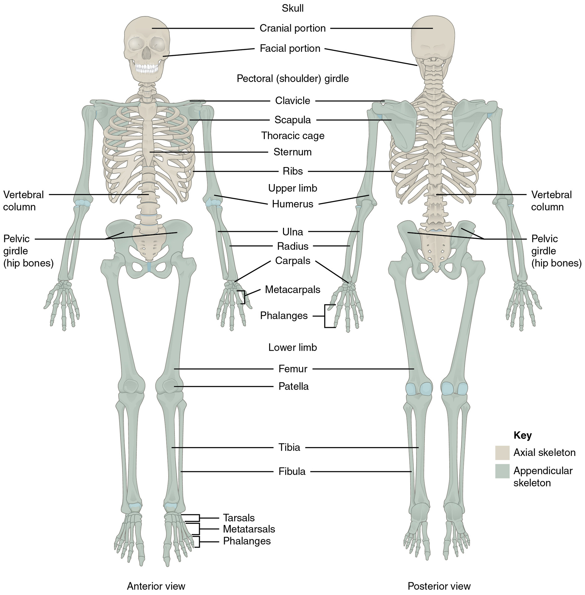 Axial Skeleton