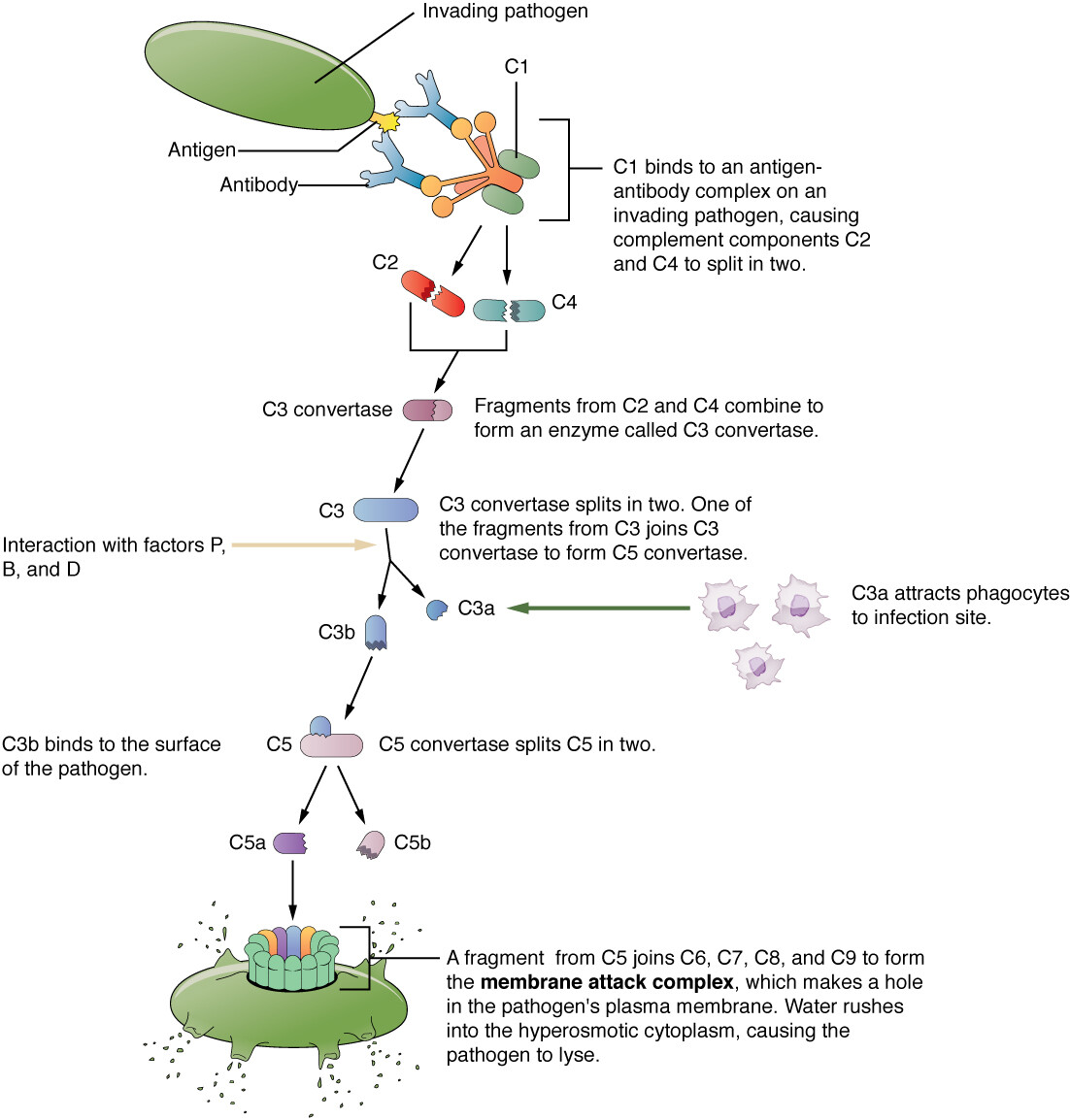 Immune System Flow Chart Solved] Humoral Immune Response Or The