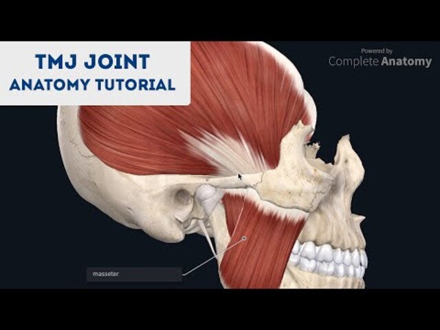 Temporomandibular Joint Movement Animation