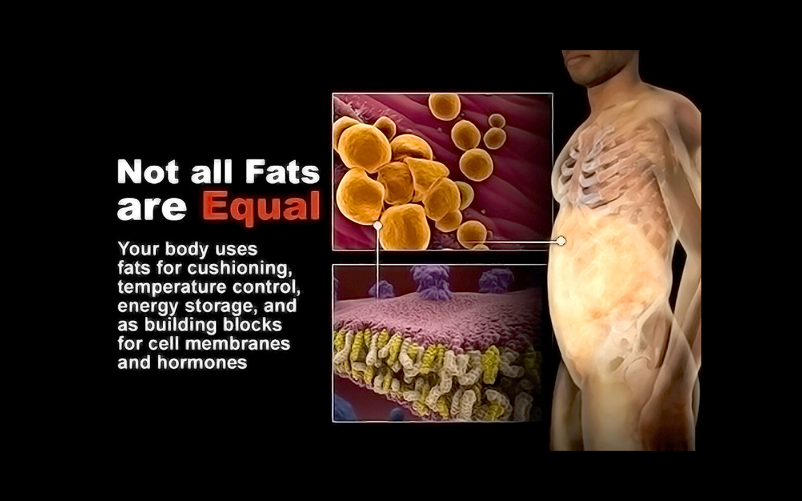 Role Of Fats In Our Body - Infoupdate.org