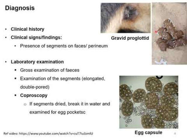 Dipylidium Caninum Life Cycle The Ascaris Adult Can Migrate Into The