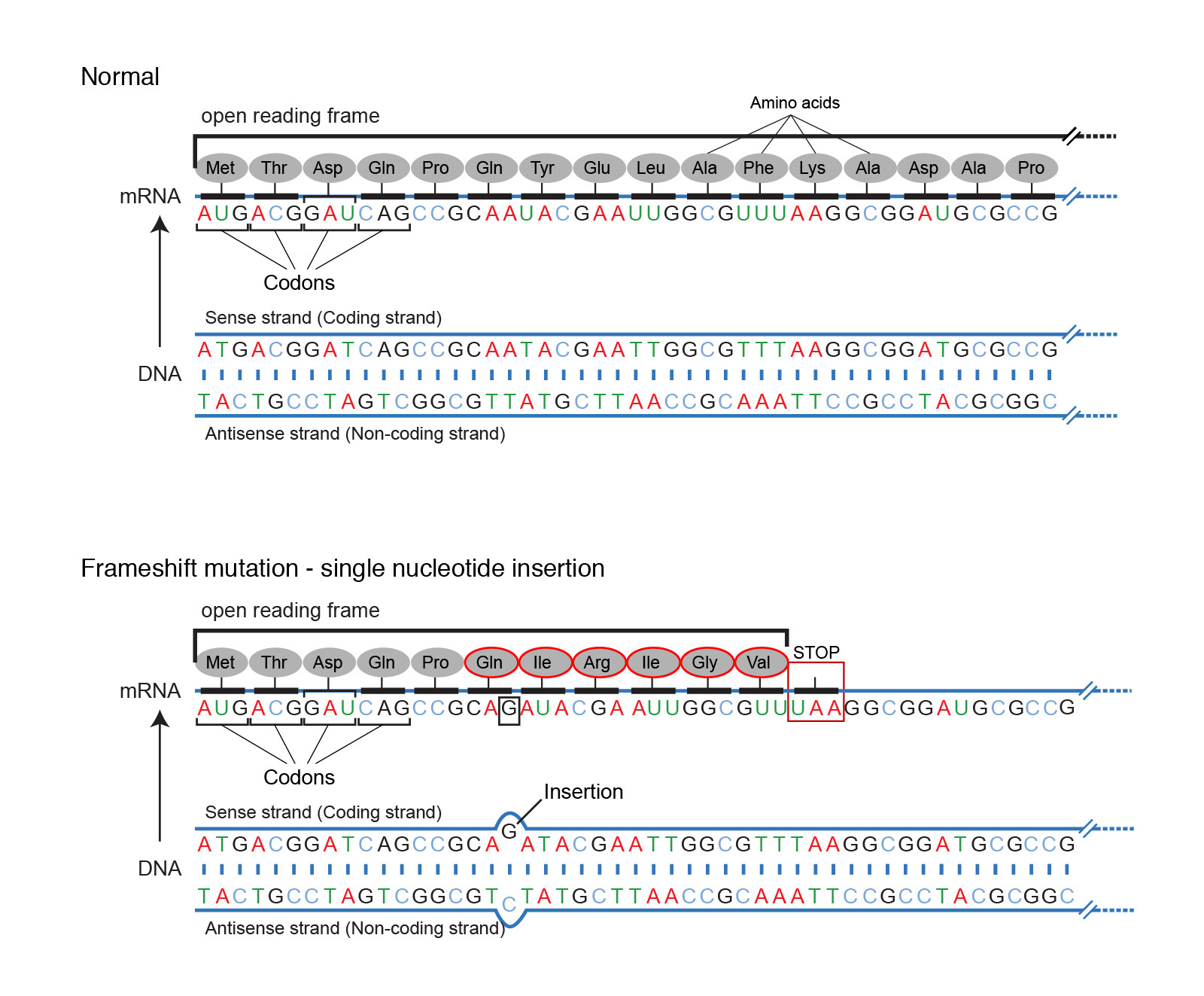 What Is Frameshift Mutation StoryMD
