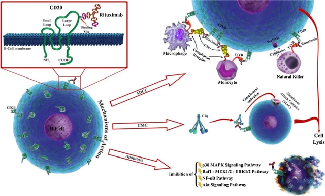 Lymphoma Cell Diagram Patient Derived Lymphoma Spheroids Integrating