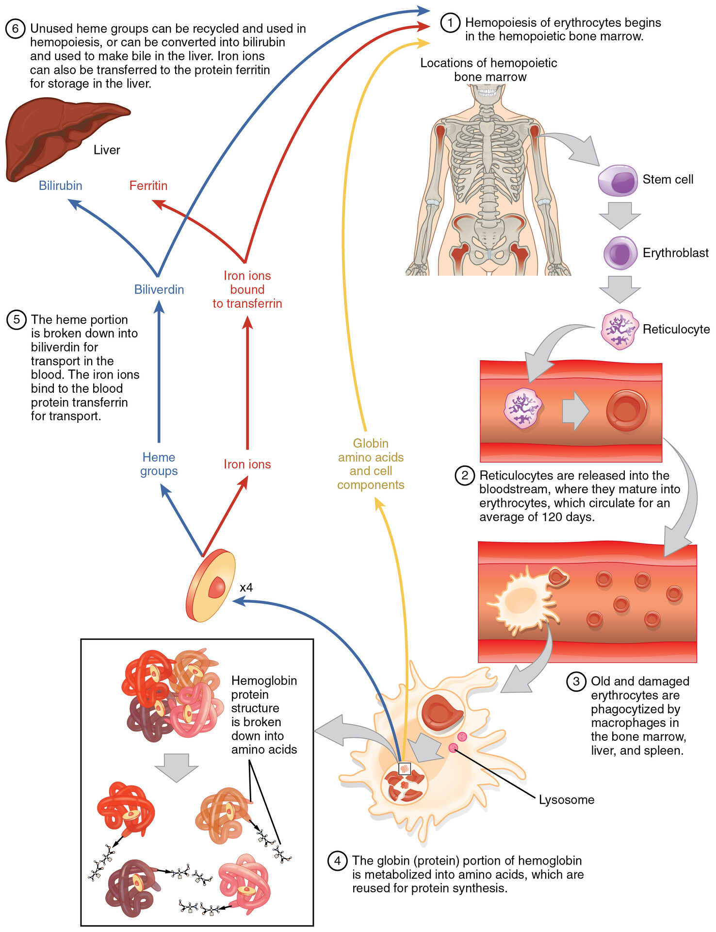 33 Red Blood Cell Life Cycle Diagram Wiring Diagram Niche