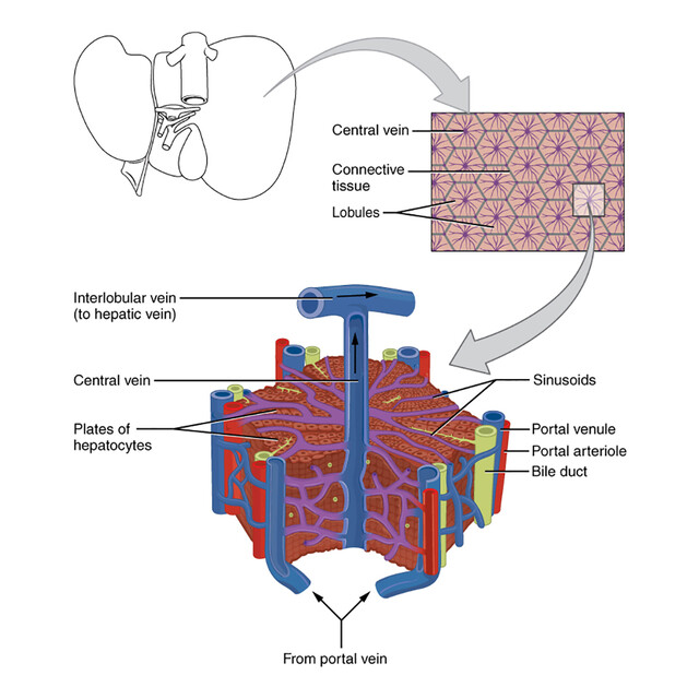Smooth Muscle Ab Screen