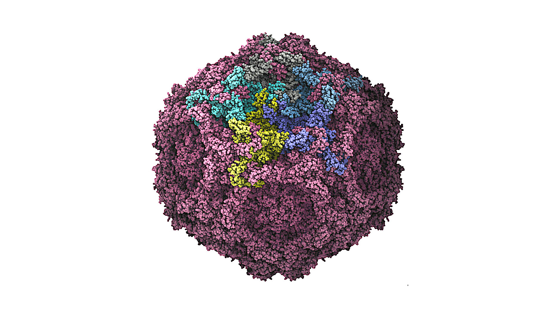 Parvovirus Test: Why Is It Done and What the Results Mean - StoryMD