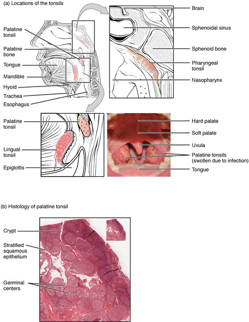 Lingual Tonsil Anatomy Anatomy Of Human Tongue, Illustration Album