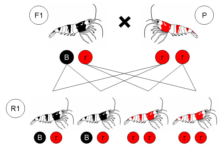 What Is Mendelian Inheritance?
