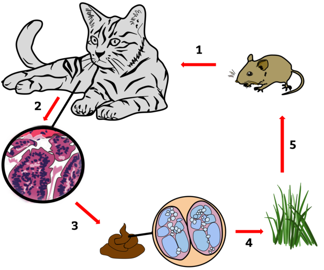 Toxoplasma Gondii Life Cycle Animation