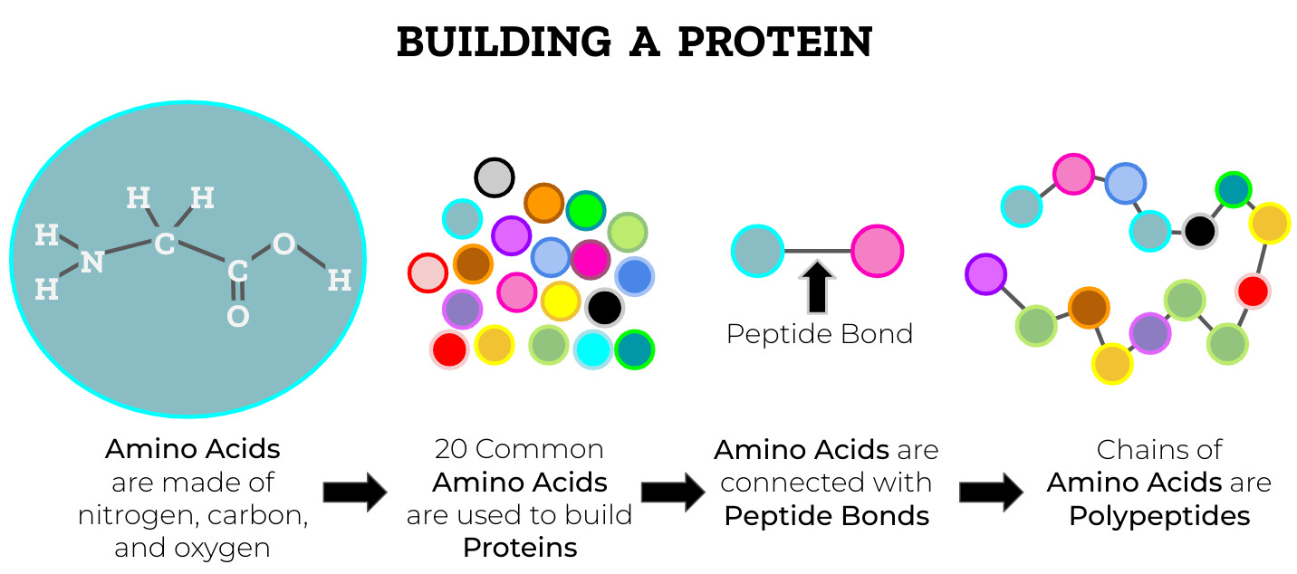 Proteins Amino Acids Structure Lesson 6 Amino Acids And Proteins