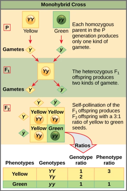 Monohybrid Cross Example