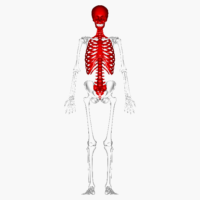 Human Axial Skeleton