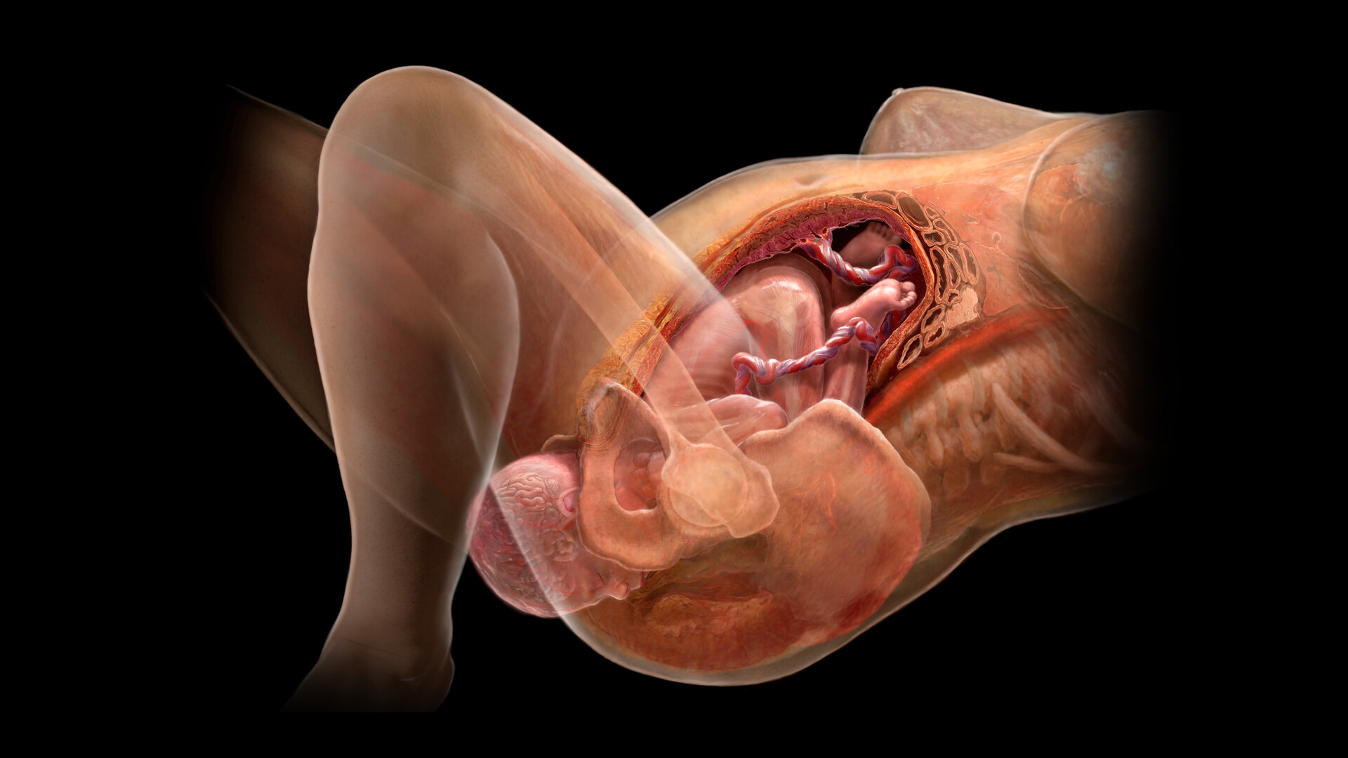 Human Birthing Process Lotus Birth: Procedure, Benefits, Risks And