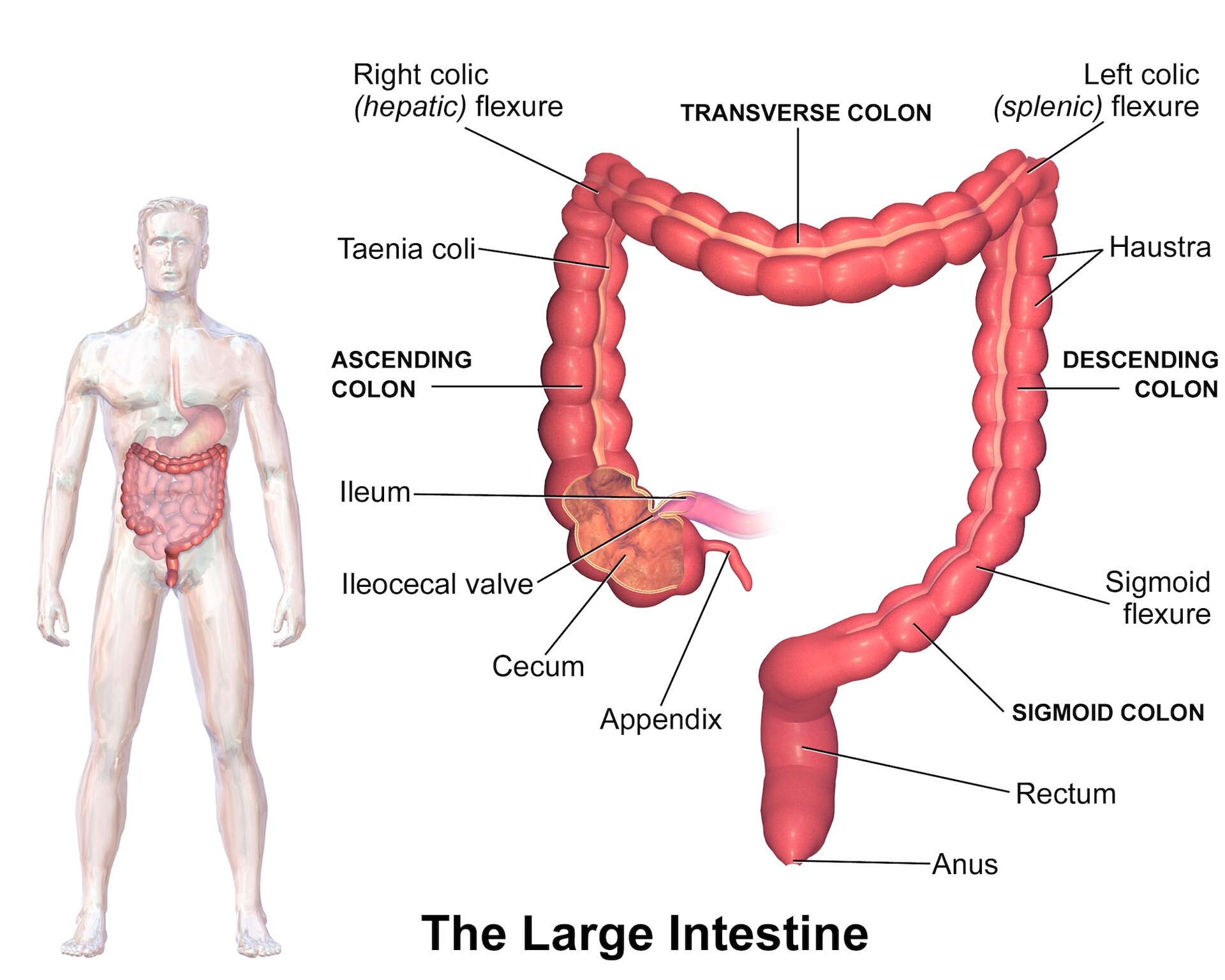 Cecum StoryMD