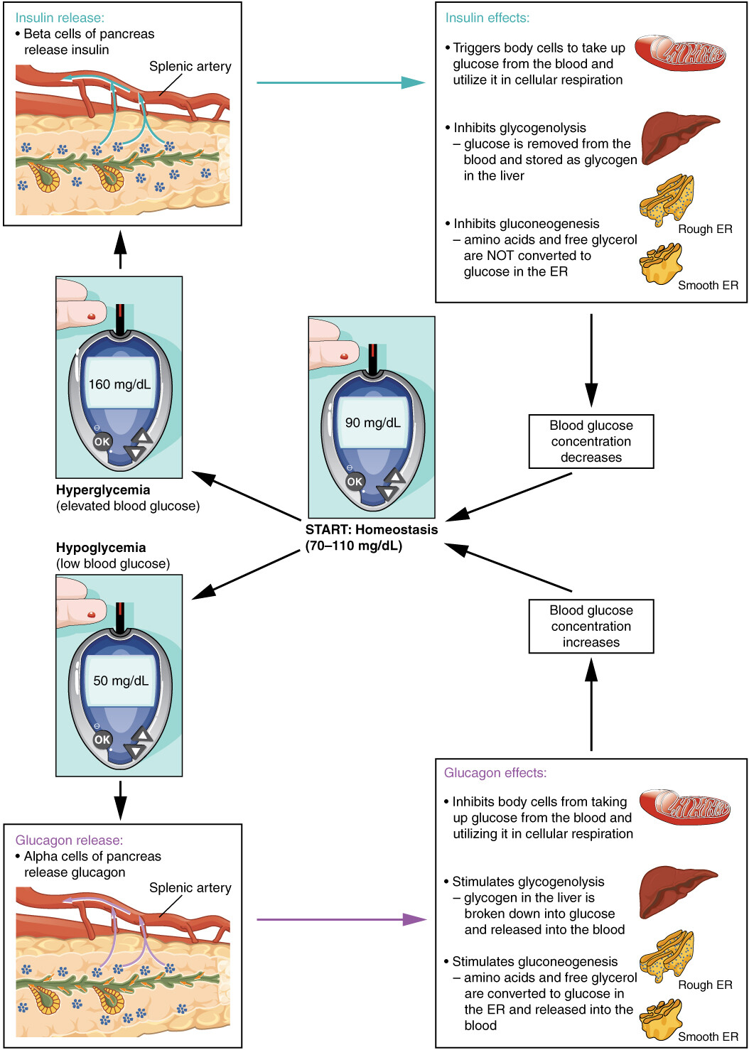 Blood Sugar Feedback Loop Diagrams