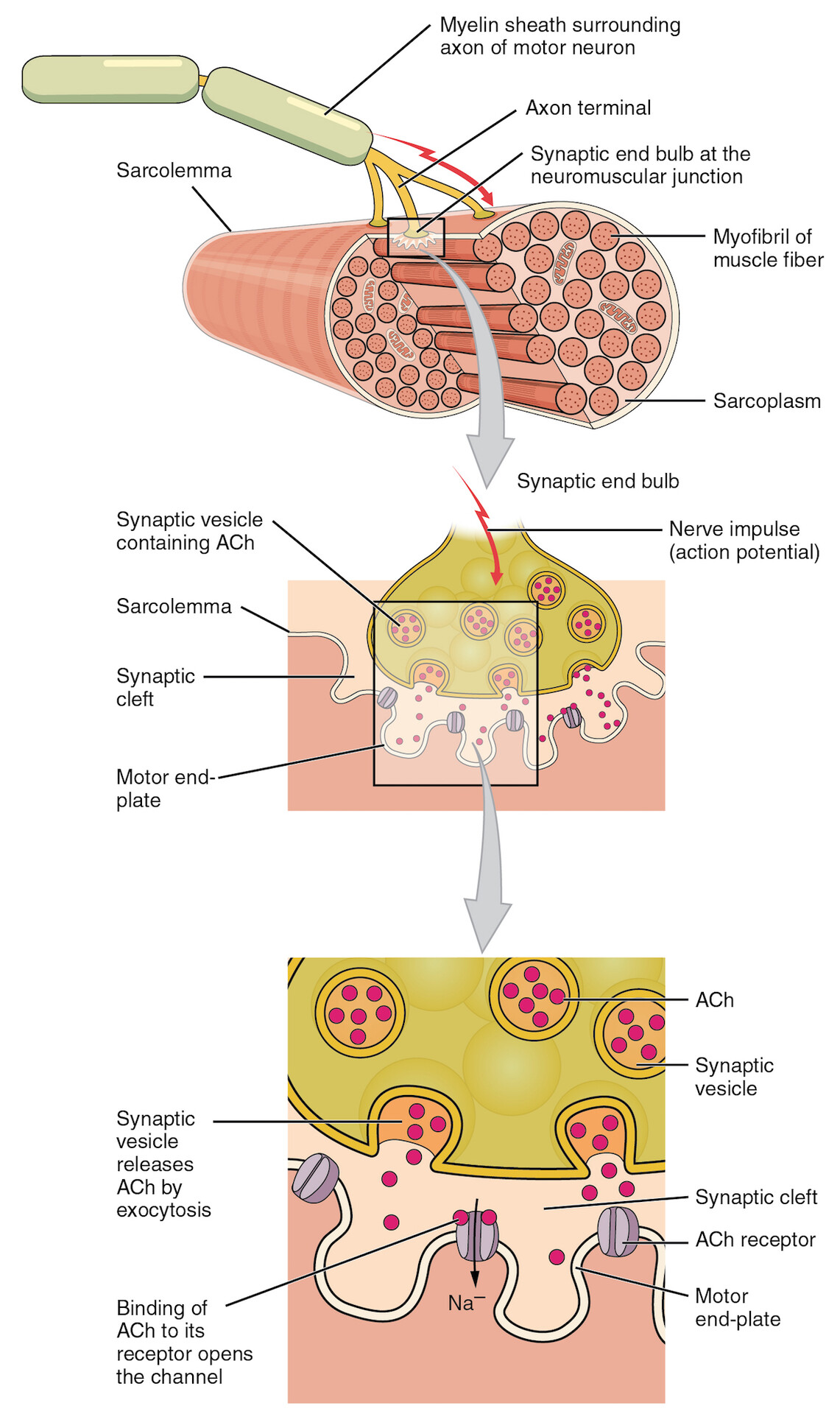 Where Are Axons Of Somatic Motor Neurons Located - Infoupdate.org
