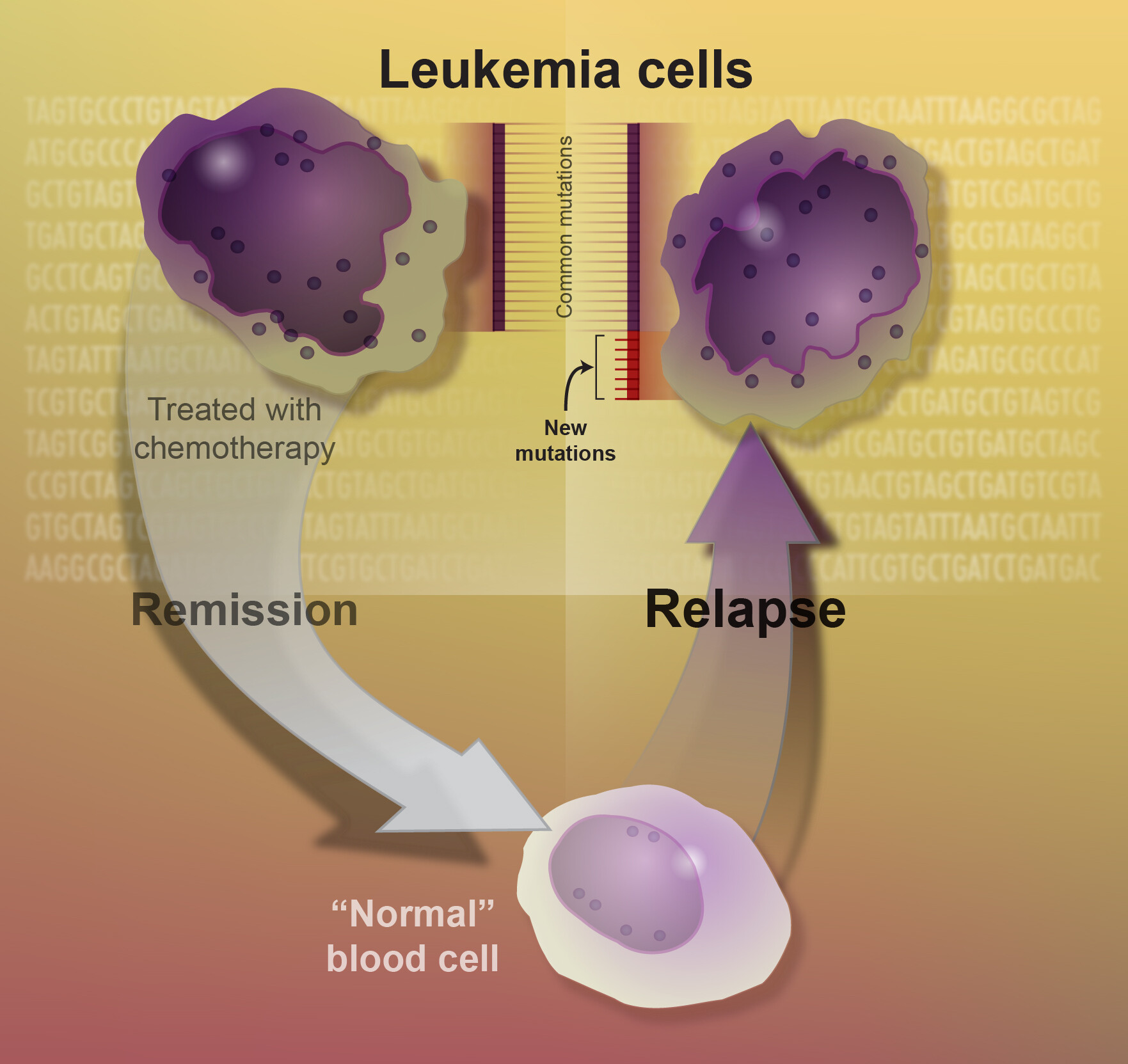 Leukemia Cells Diagram