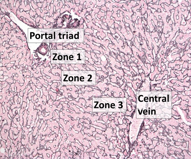 Liver Slide Histology