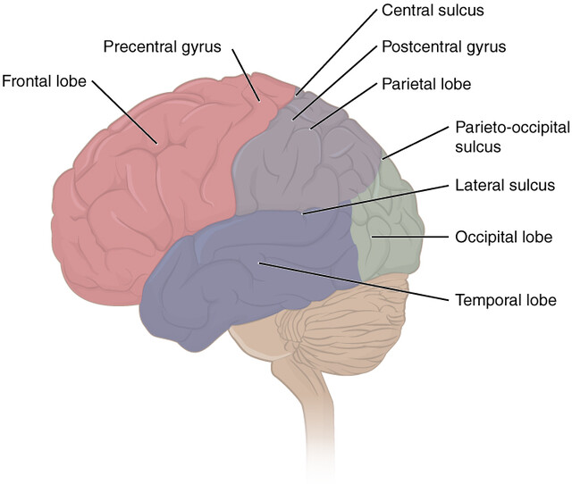 Parietal Lobe Diagram Frontal Lobe | SpeechFit