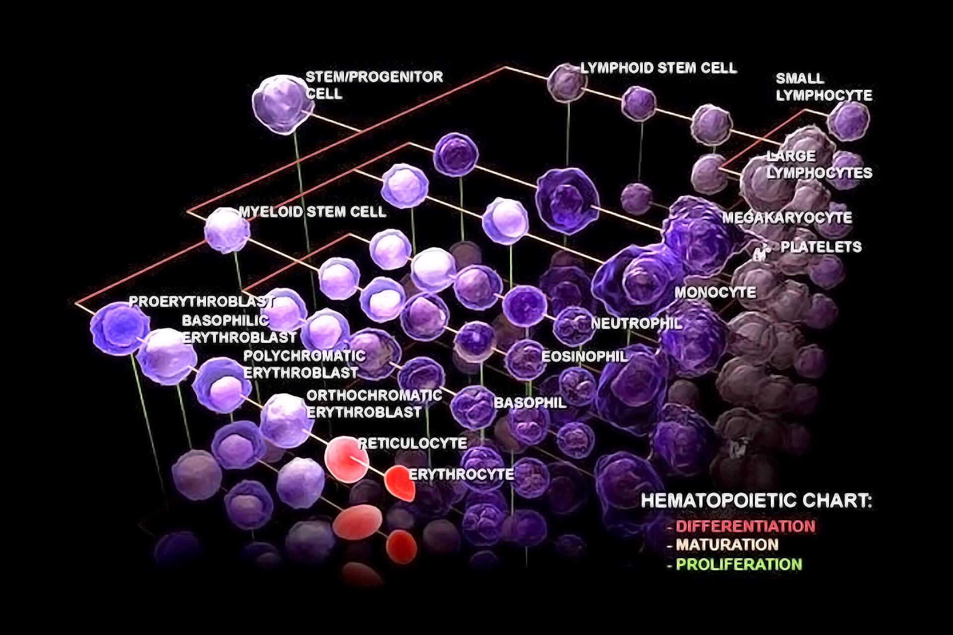 Hematopoietic Stem Cells Markers